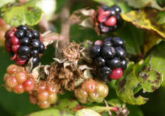 Fruit