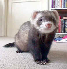 Ferrets, Pine Martens, Polecats and Mink